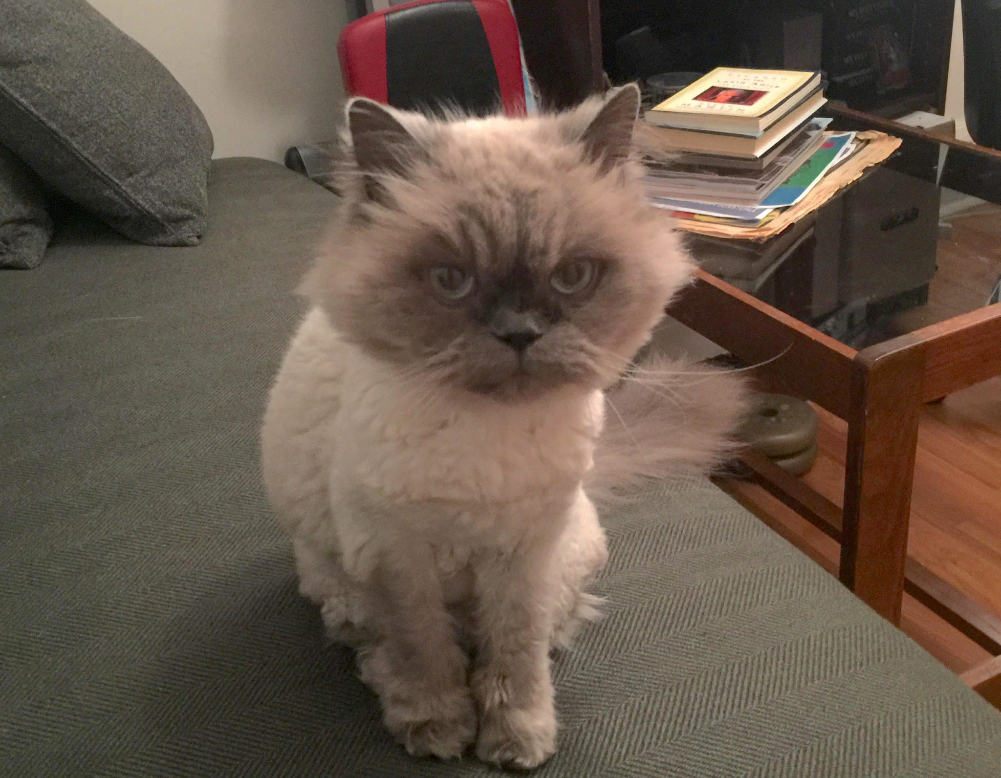 Breaking: Cat unimpressed - The Beaverton