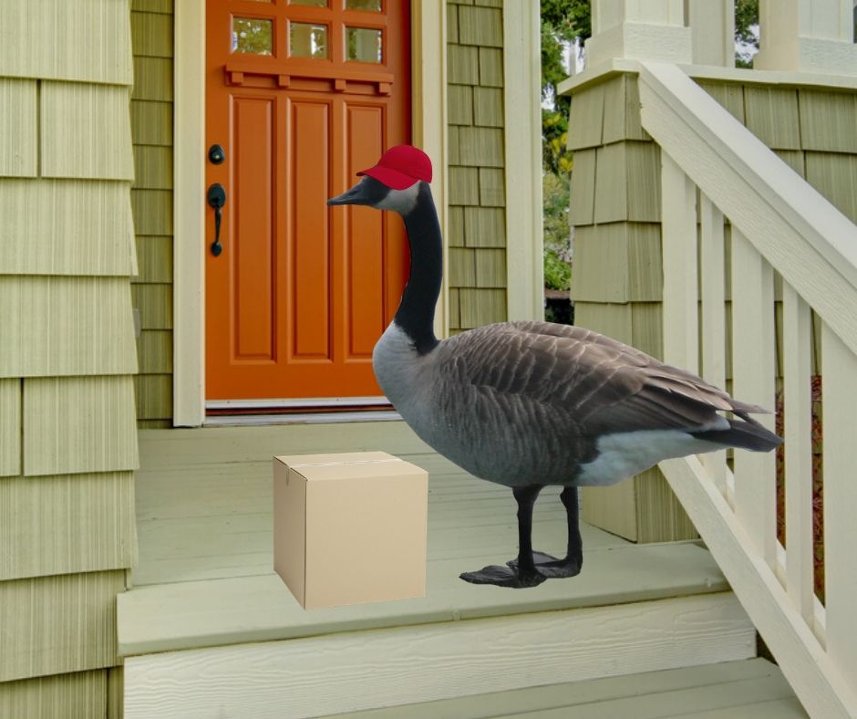 Canadian geese offer ass-to-door delivery of hot load of sidewalk shit ...