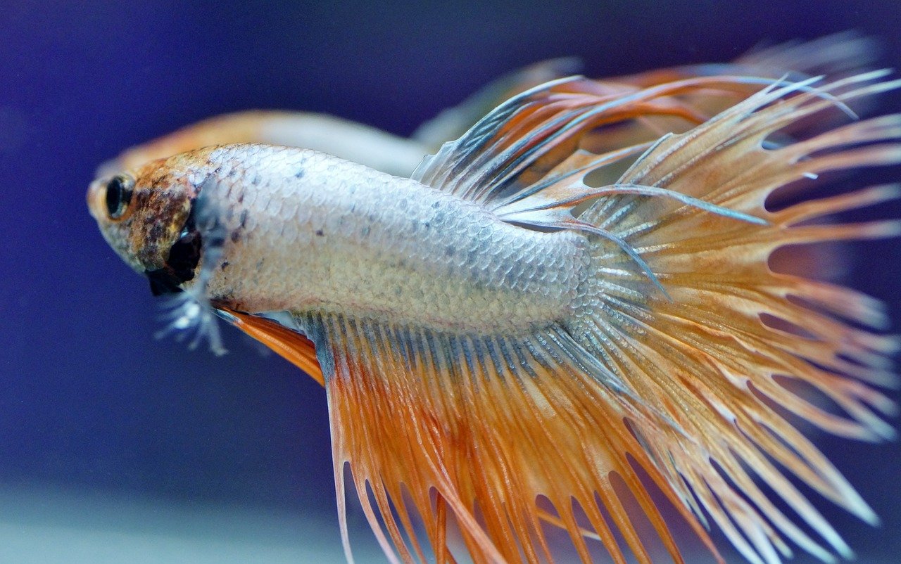 Fighting fish awfully aggressive for a Beta - The Beaverton
