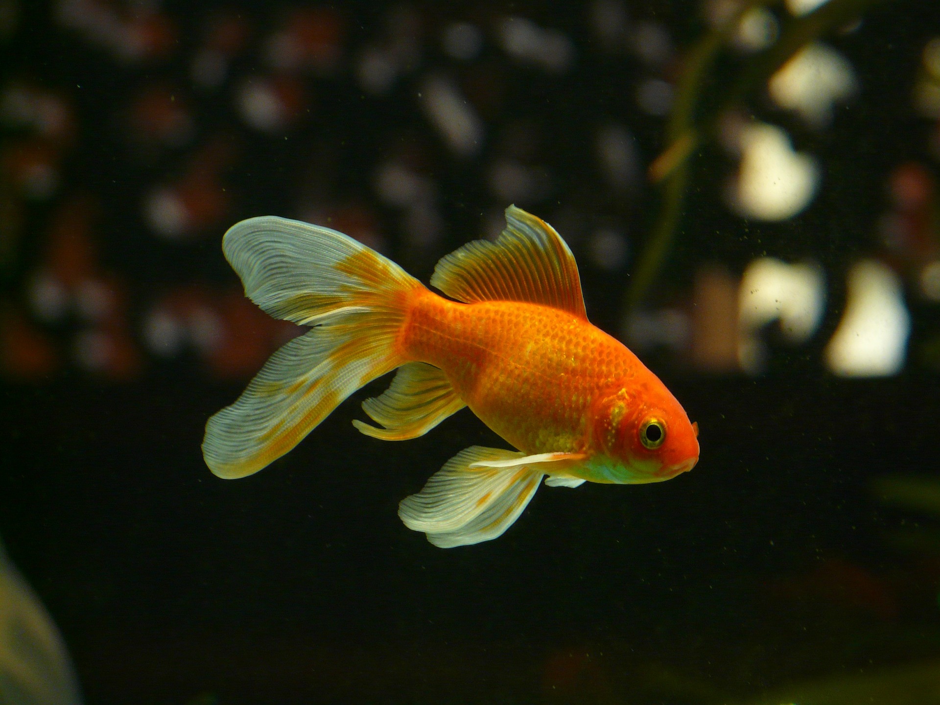 Goldfish purchased to teach classroom about mortality no longer really ...