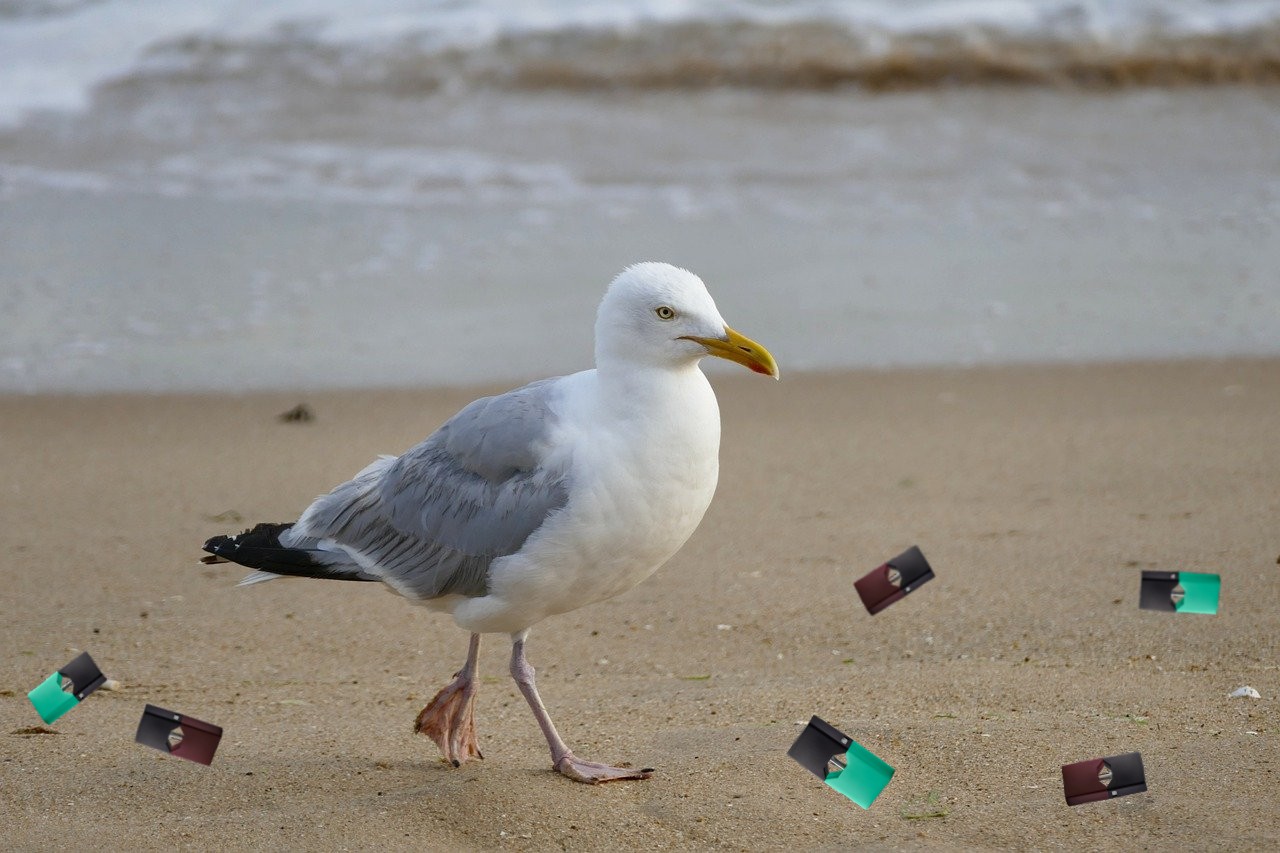Seagull quits cigarette butts in favour of discarded Juul pods - The ...