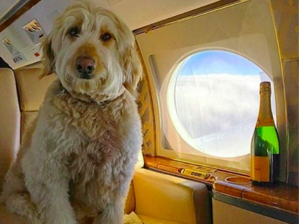 Man daydreams of being rich person’s dog for 5th time today - The Beaverton