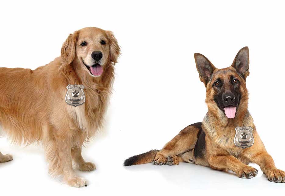 Citytv orders Rex & Rex, both cops, both dogs - The Beaverton