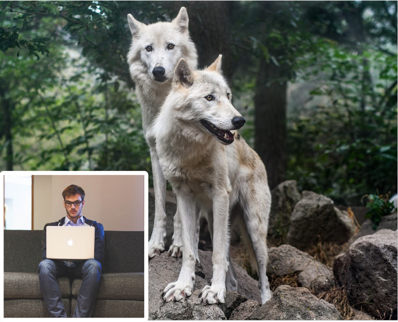 Man raised by wolves unable to explain his tech job to parents - The ...