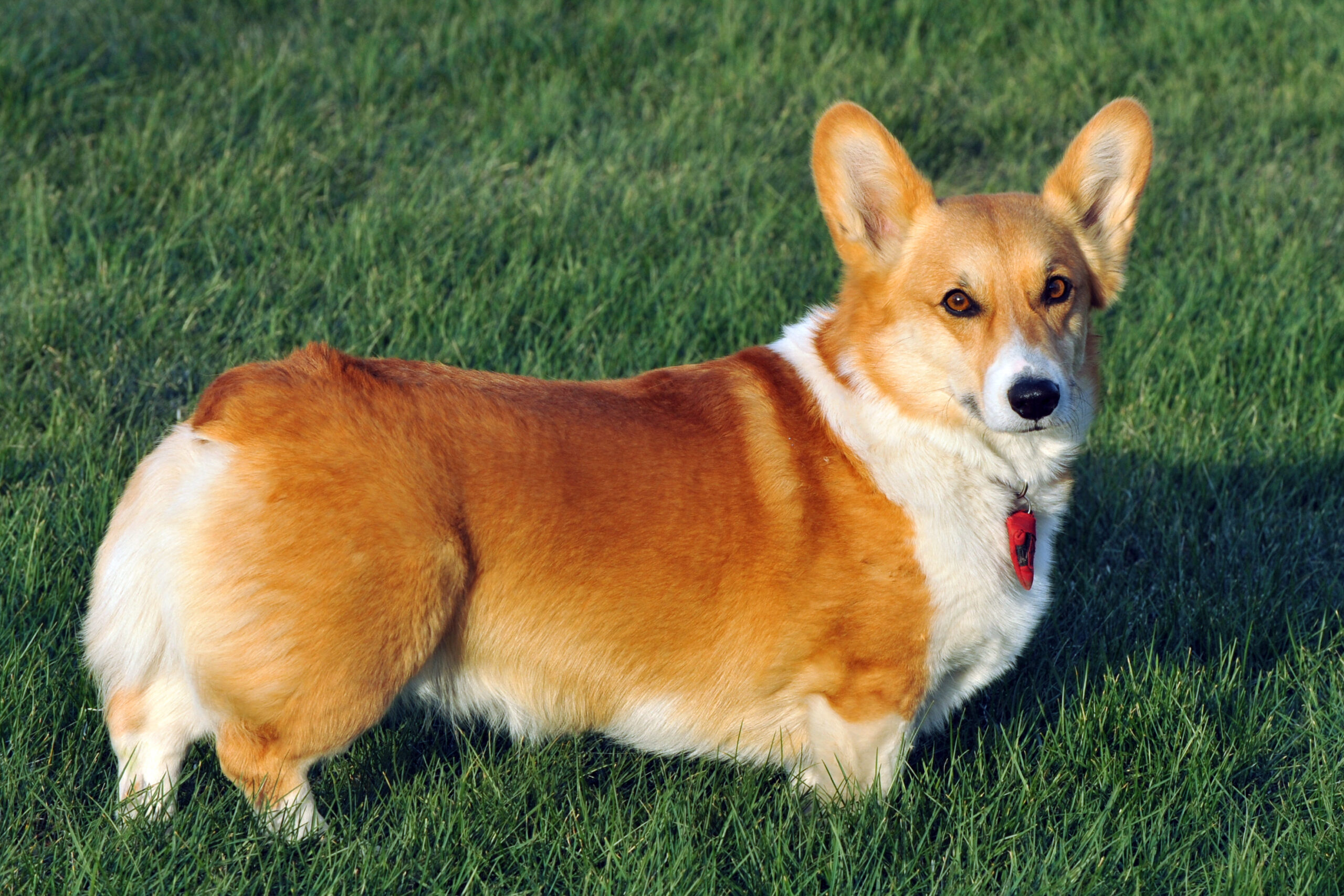Corgis everywhere struggling to find a new gimmick - The Beaverton